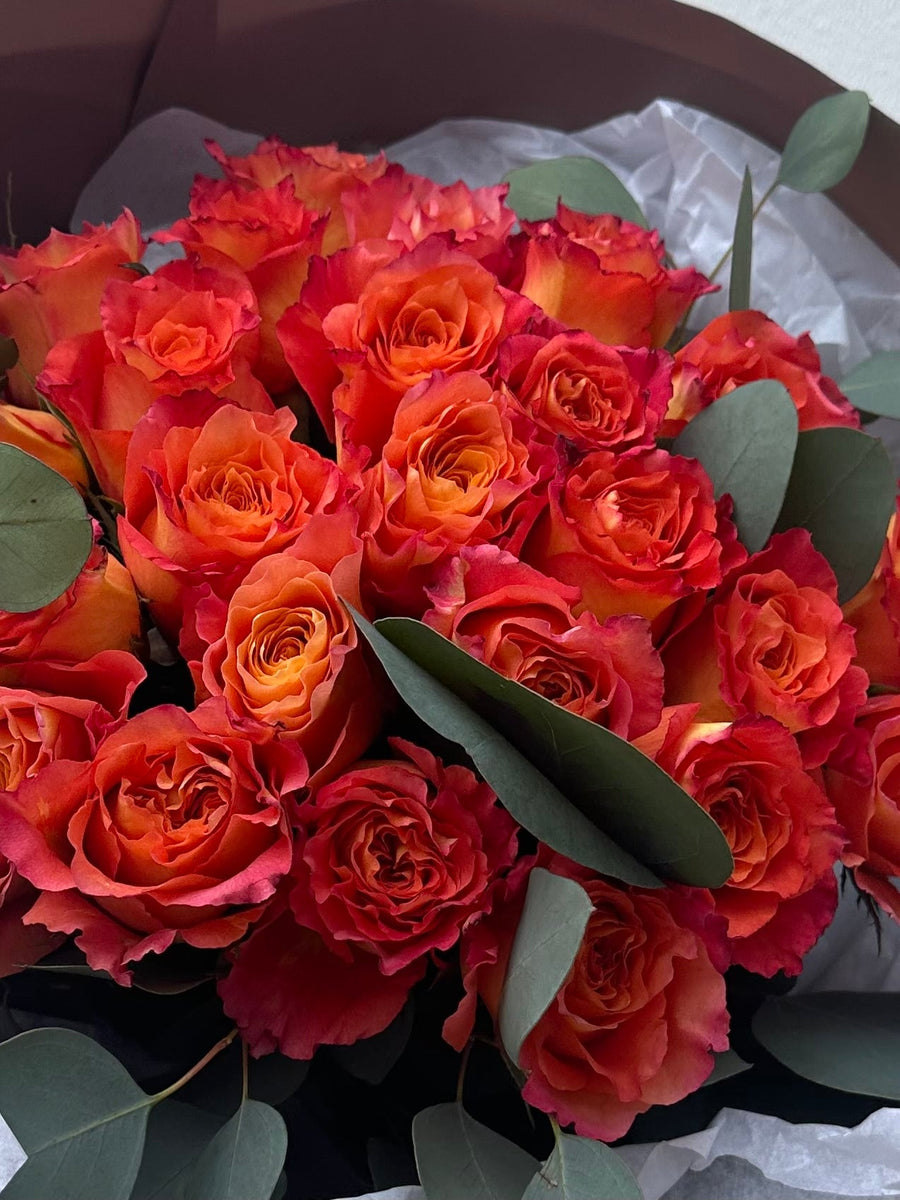 Dark Coral Expression - Two dozen beautiful premium garden roses ...